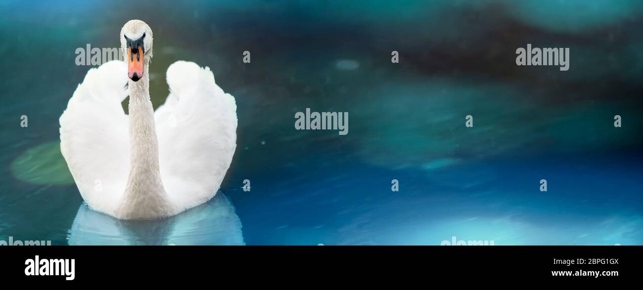 White swan banner on blurred blue water background. Beautiful bird ...