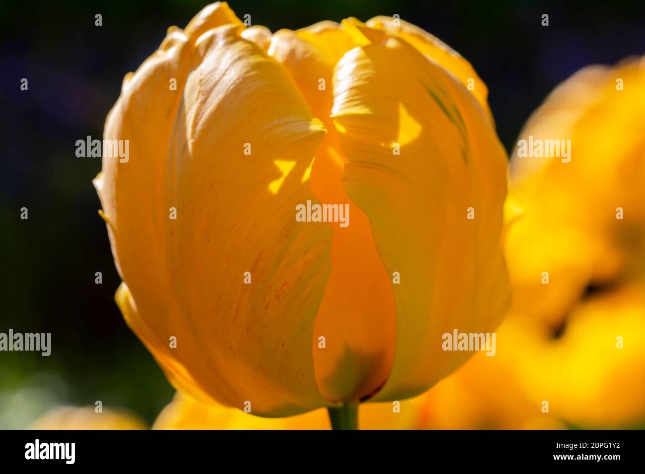 Yellow tulip. Beautiful spring flower close-up Stock Photo - Alamy