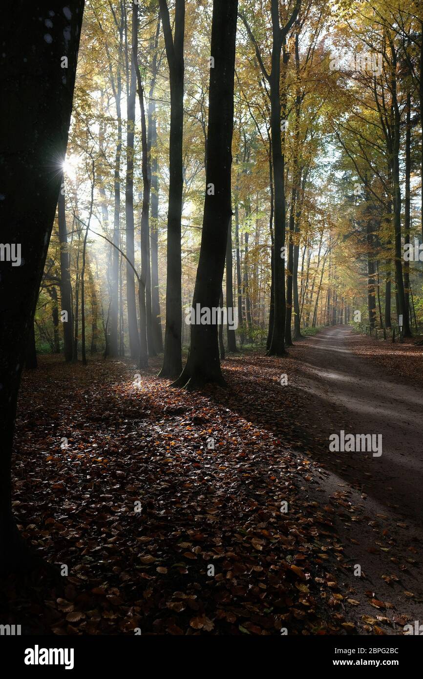 September wald hi-res stock photography and images - Alamy