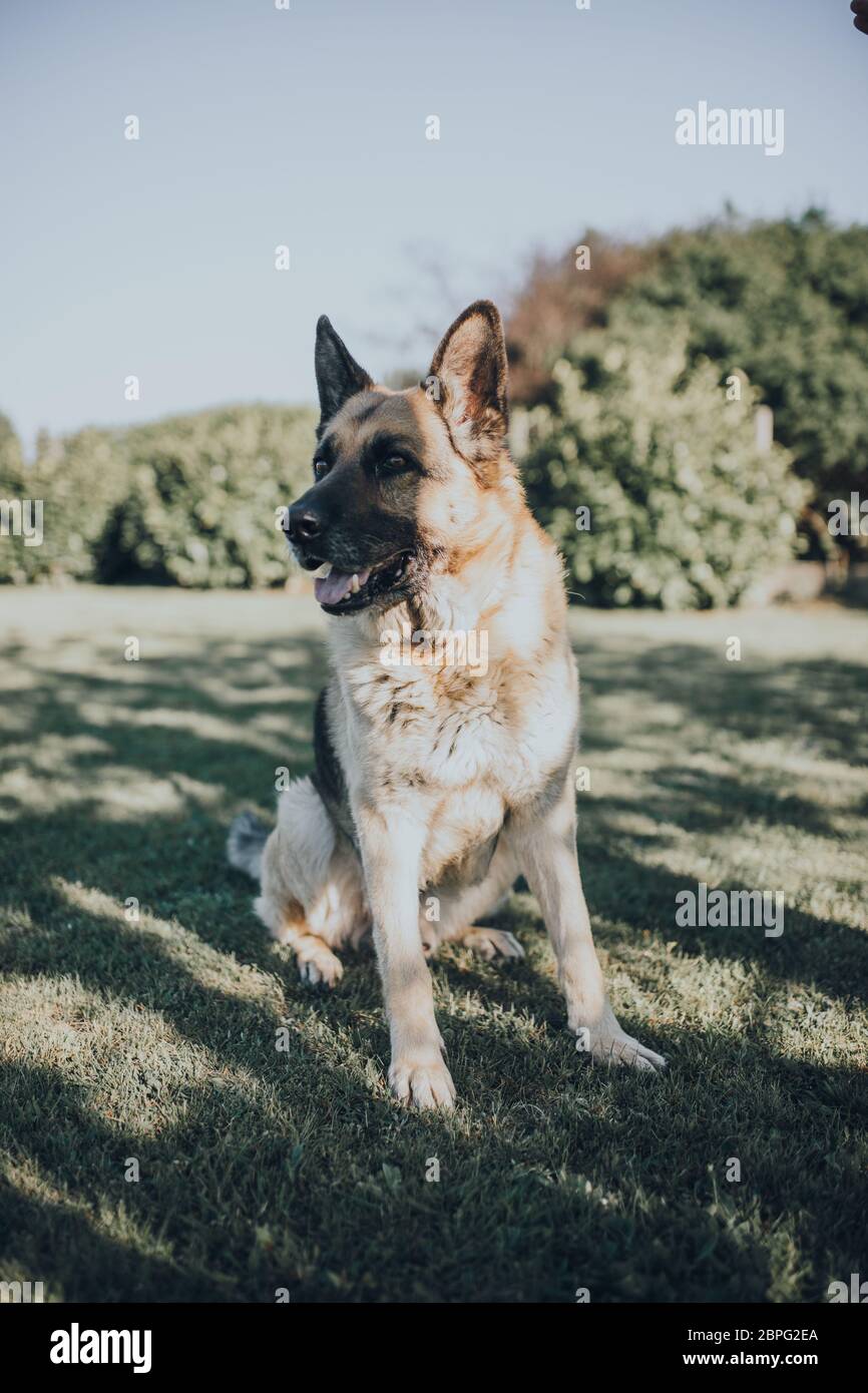 The German Shepherd enjoys the spring sun Stock Photo - Alamy