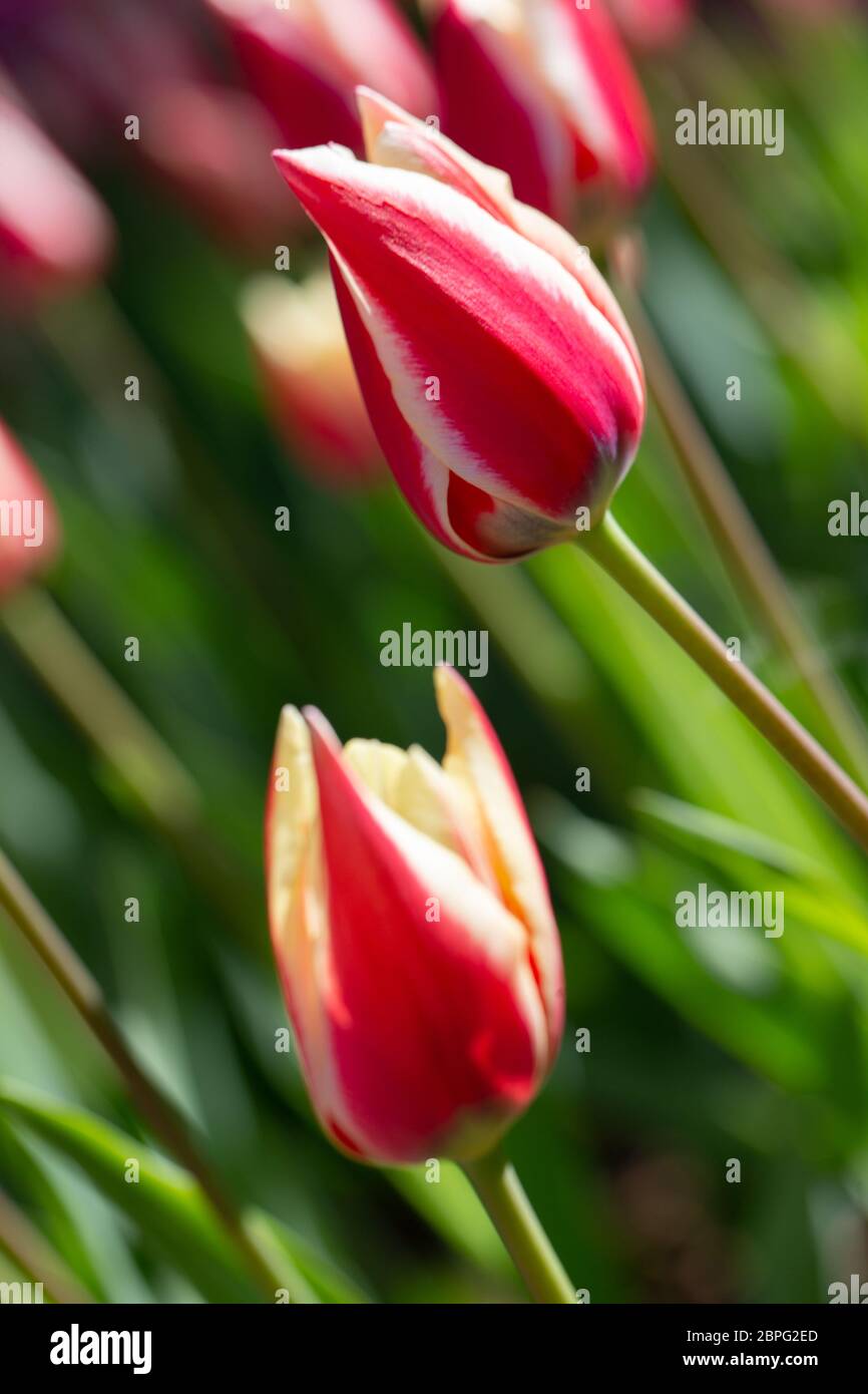Duo of tulips hi-res stock photography and images - Alamy
