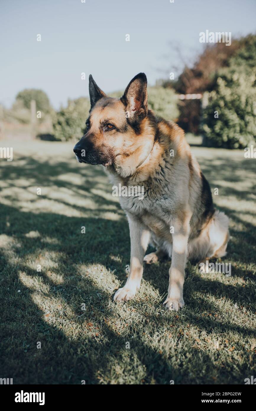The German Shepherd enjoys the spring sun Stock Photo - Alamy