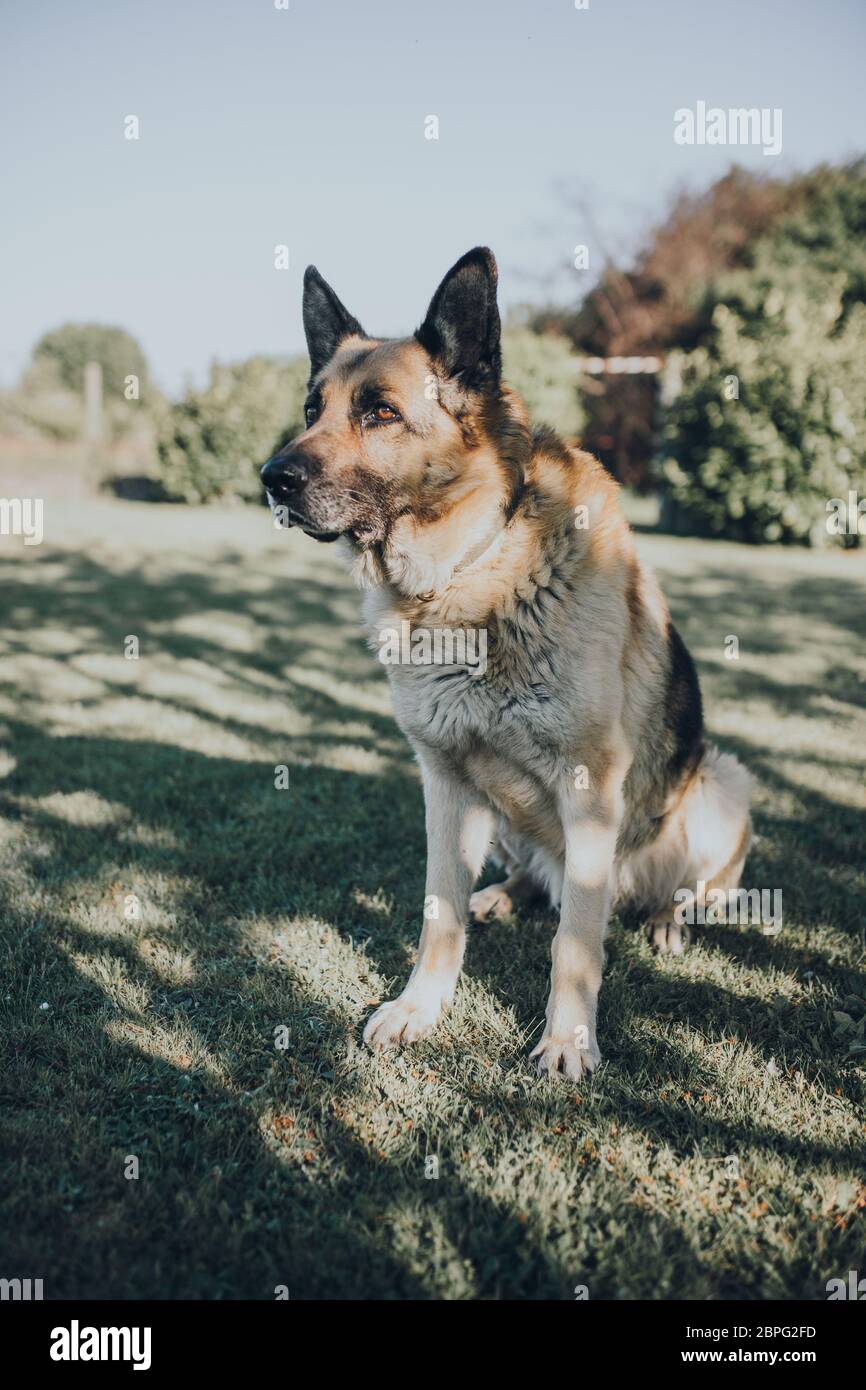 Model german shepherd hi-res stock photography and images - Alamy