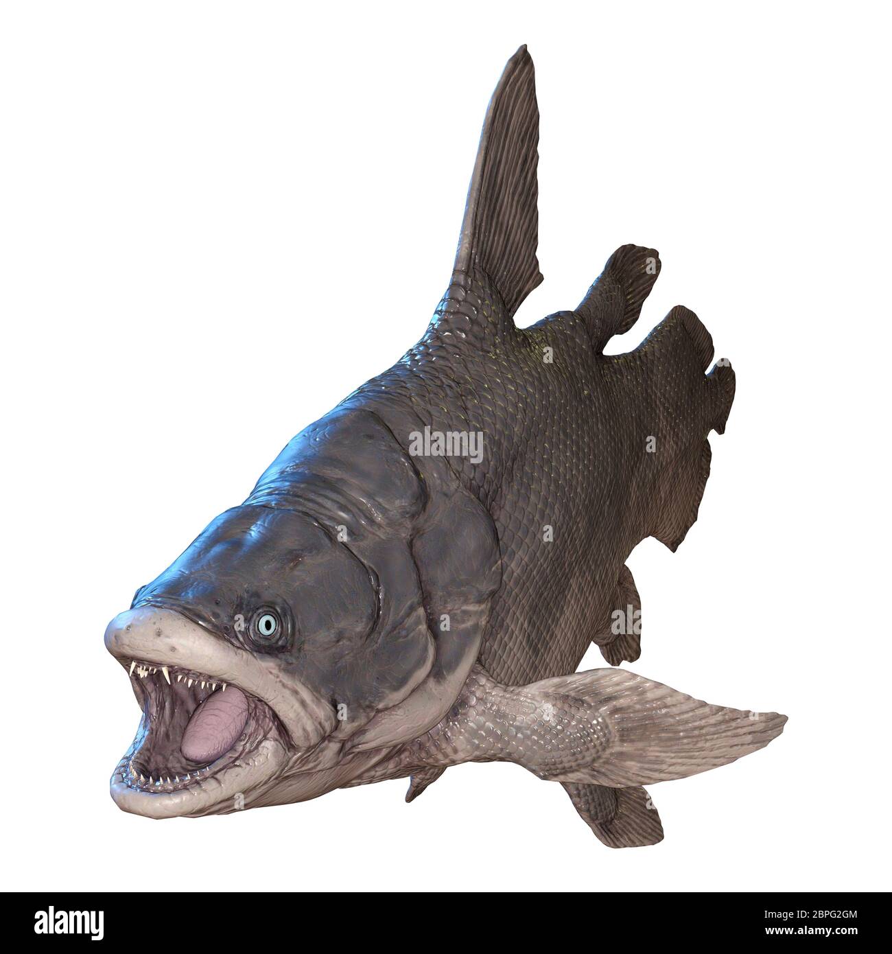 3D rendering of a Mawsonia, an extinct genus of prehistoric coelacanth ...