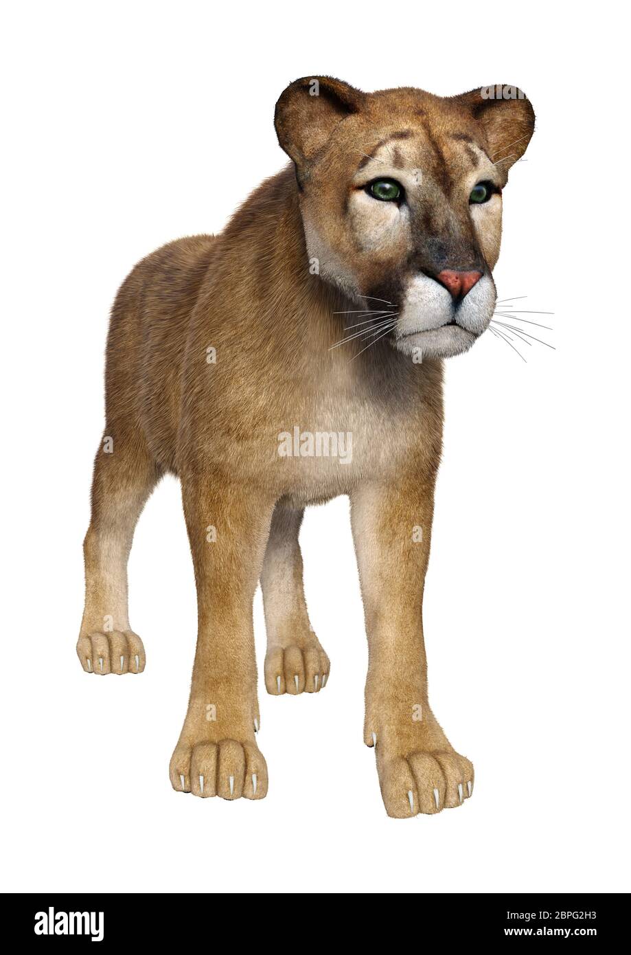 3D rendering of a big cat puma isolated on white background Stock Photo ...