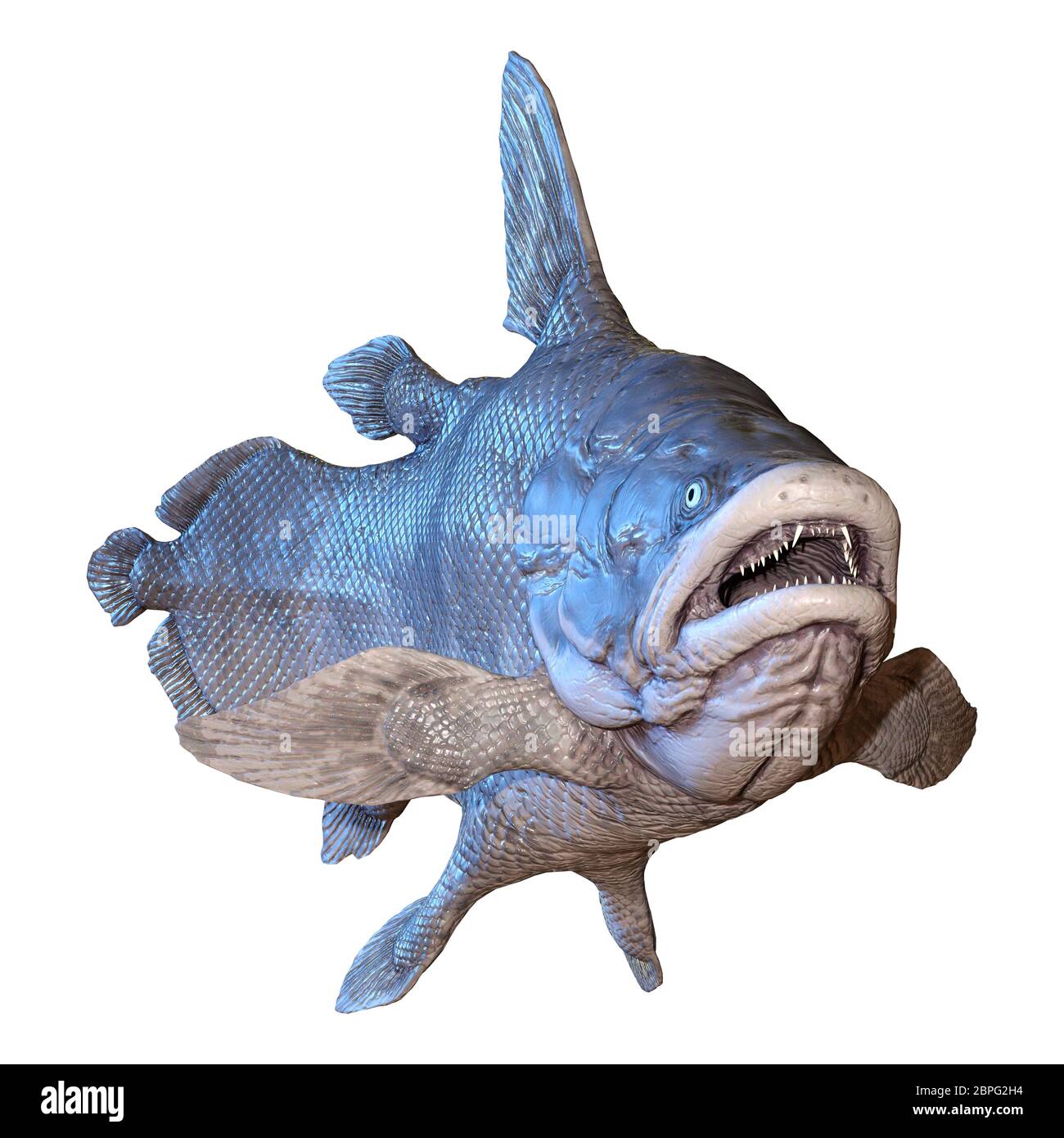 3D rendering of a Mawsonia, an extinct genus of prehistoric coelacanth ...