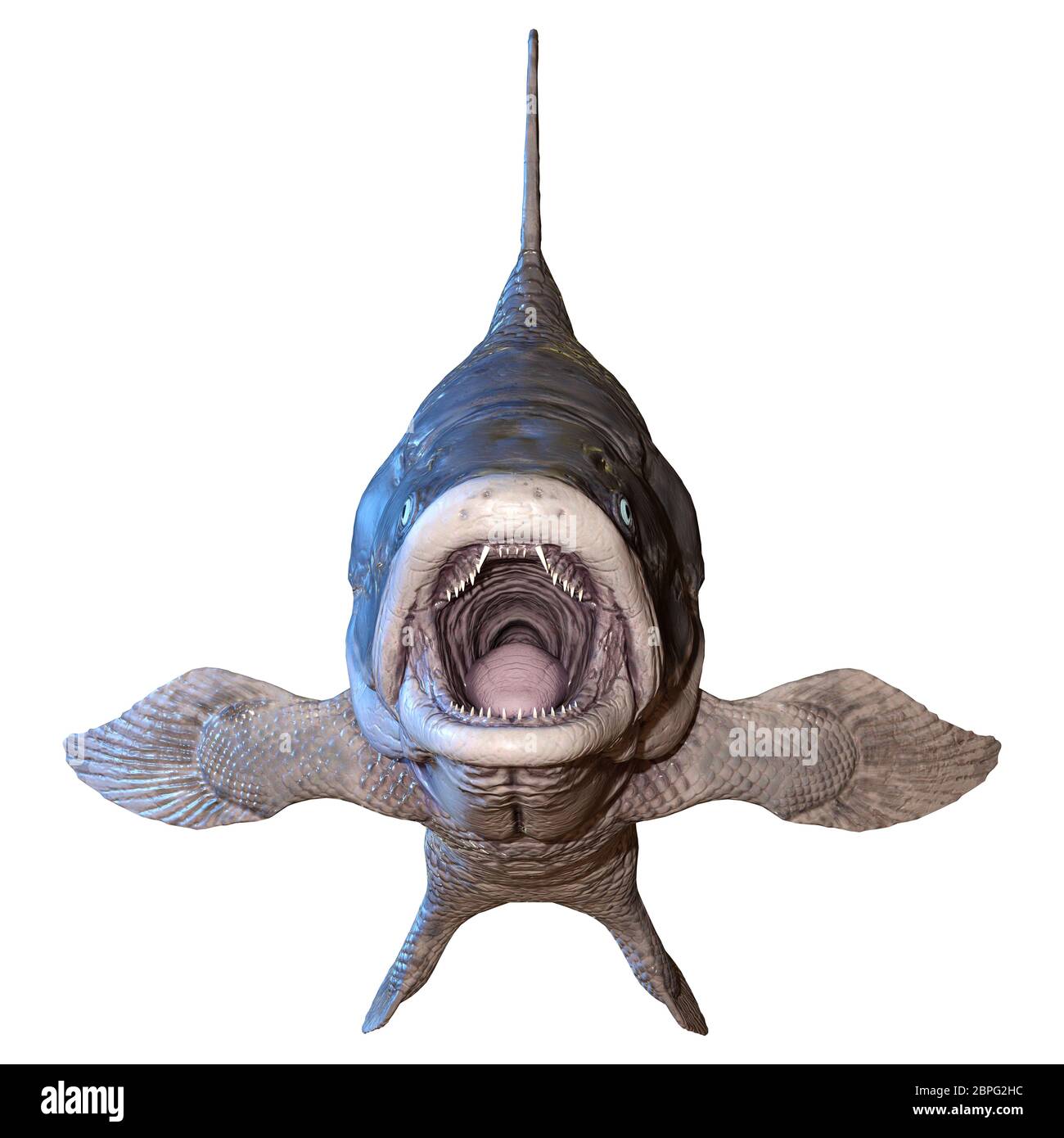 3D rendering of a Mawsonia, an extinct genus of prehistoric coelacanth ...