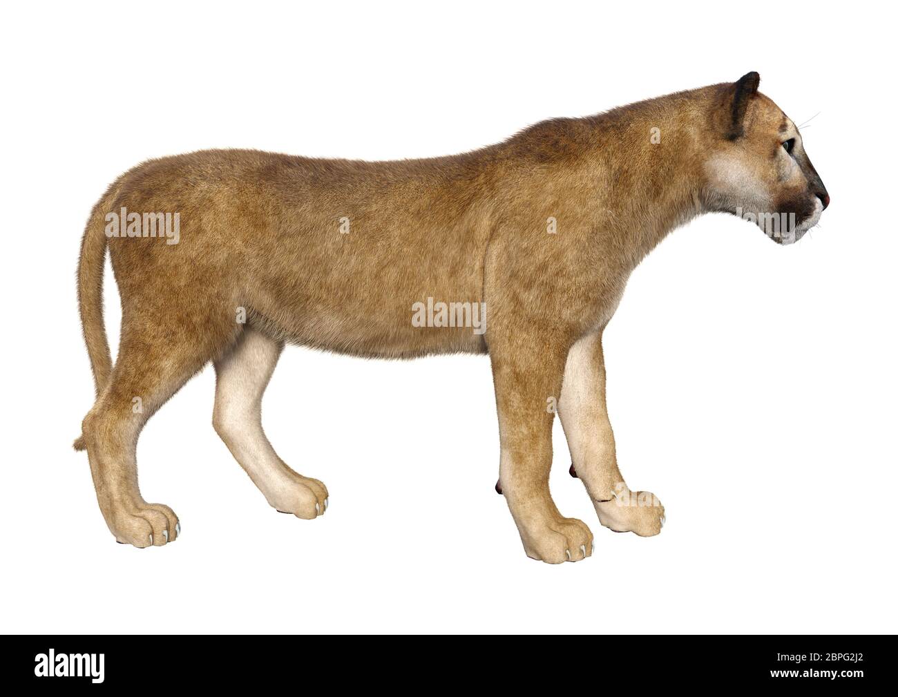 3D rendering of a big cat puma isolated on white background Stock Photo ...