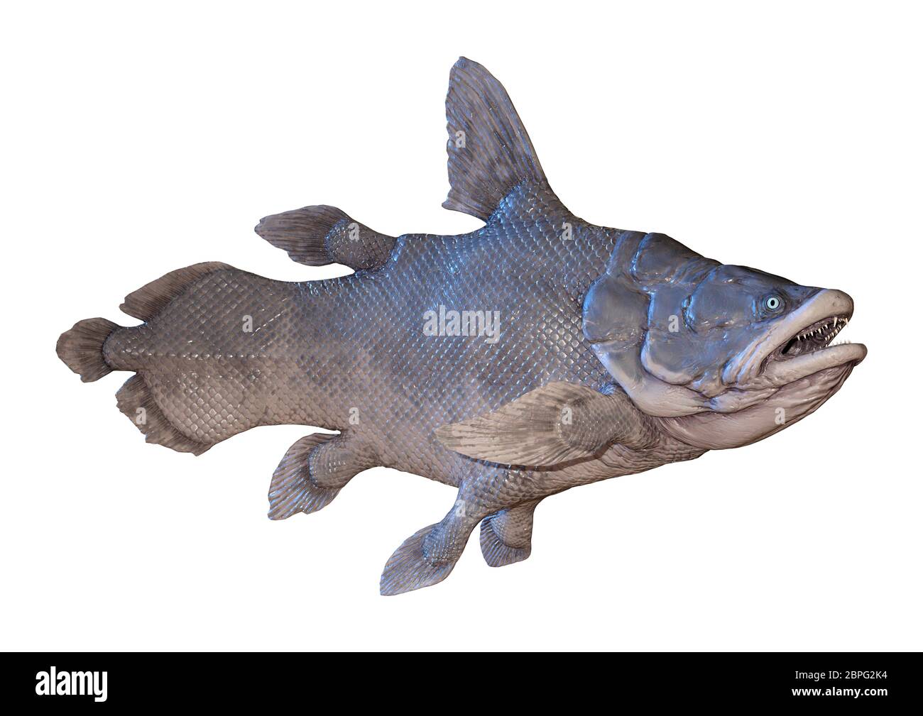 3D rendering of a Mawsonia, an extinct genus of prehistoric coelacanth ...