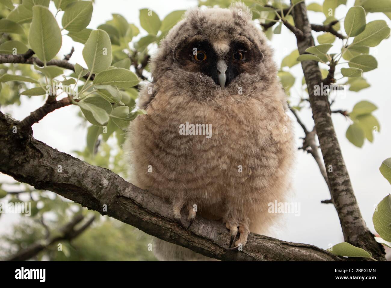 A cute little owl with big eyes sitting on a branch on a windy day ...