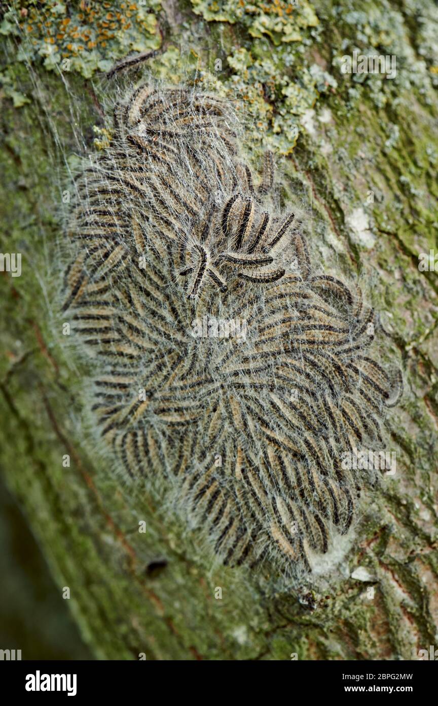Eichen prozessionsspinner hi-res stock photography and images - Alamy