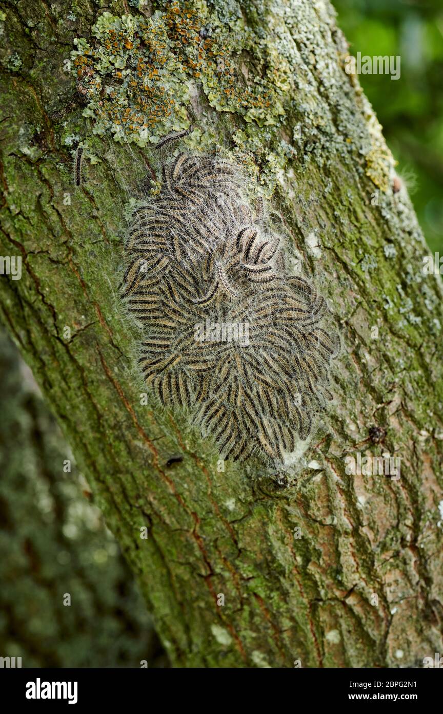 oak processionary (Thaumetopoea processionea), Caterpillars of the oak ...