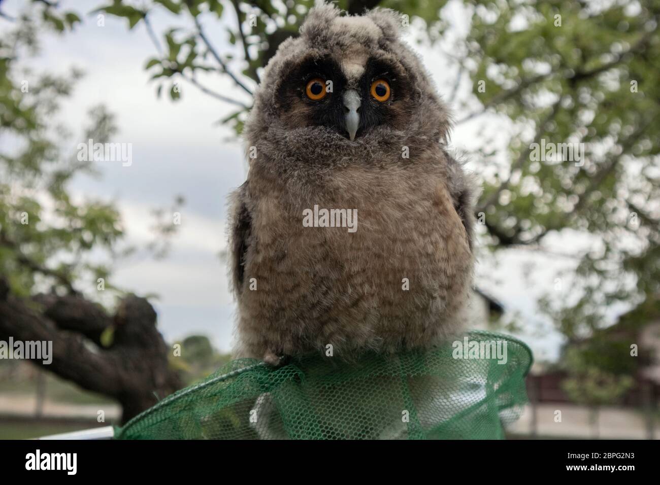 A cute little owl with big eyes sitting on the net on a windy day Stock ...