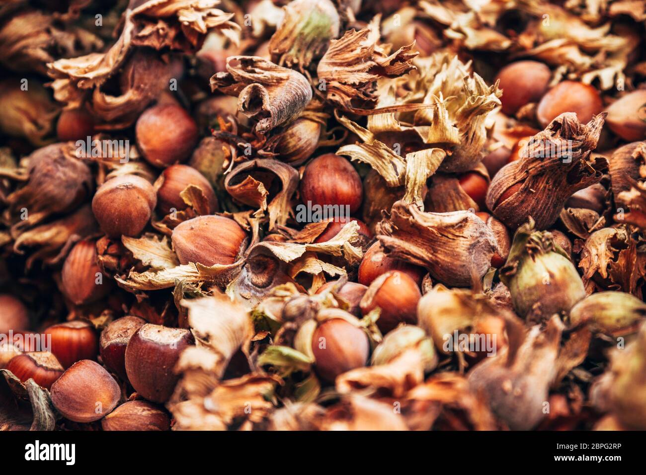 Kentish cobnut hi-res stock photography and images - Alamy