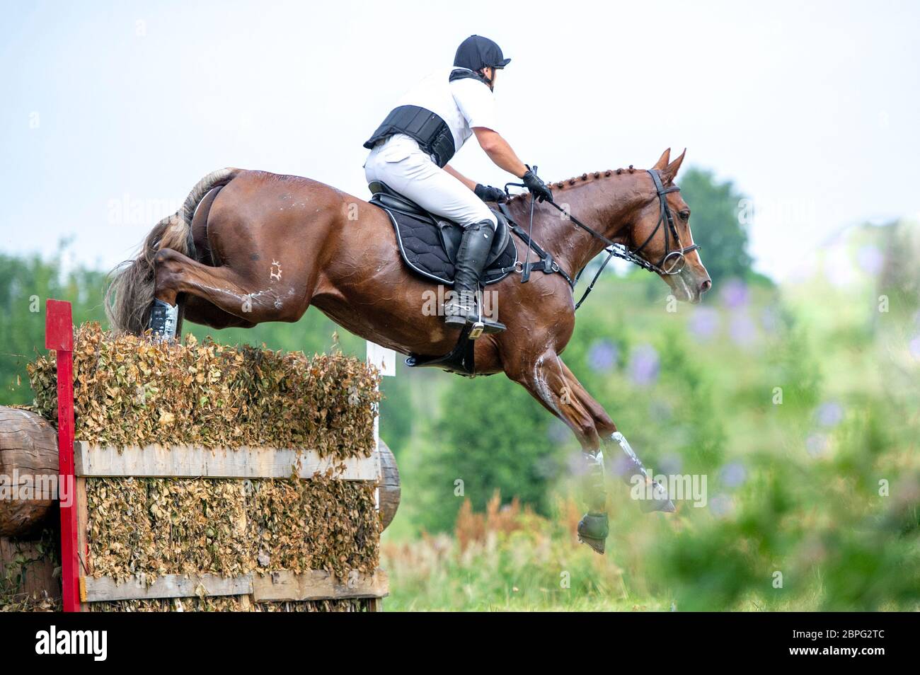 Eventing: equestrian rider jumping over an a brance fence obstacle ...