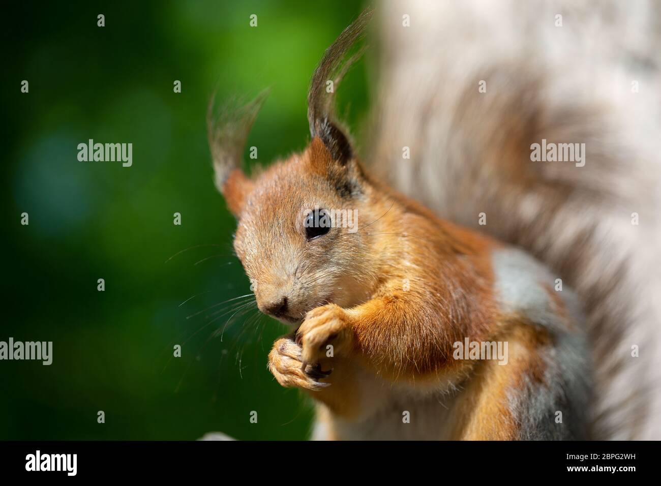 Ginger Squirrel High Resolution Stock Photography and Images - Alamy