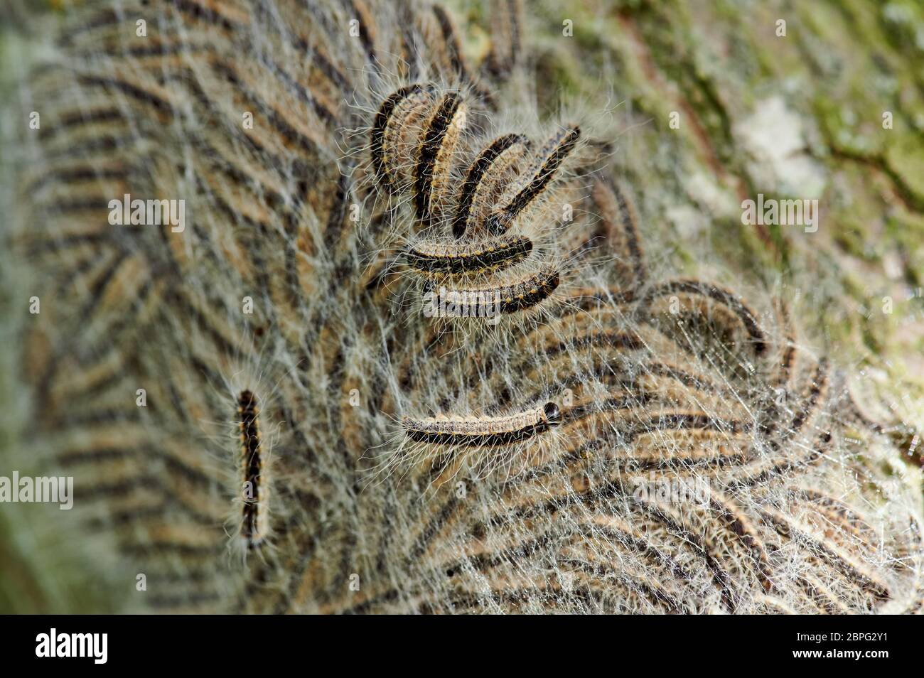 oak processionary (Thaumetopoea processionea), Caterpillars of the oak ...