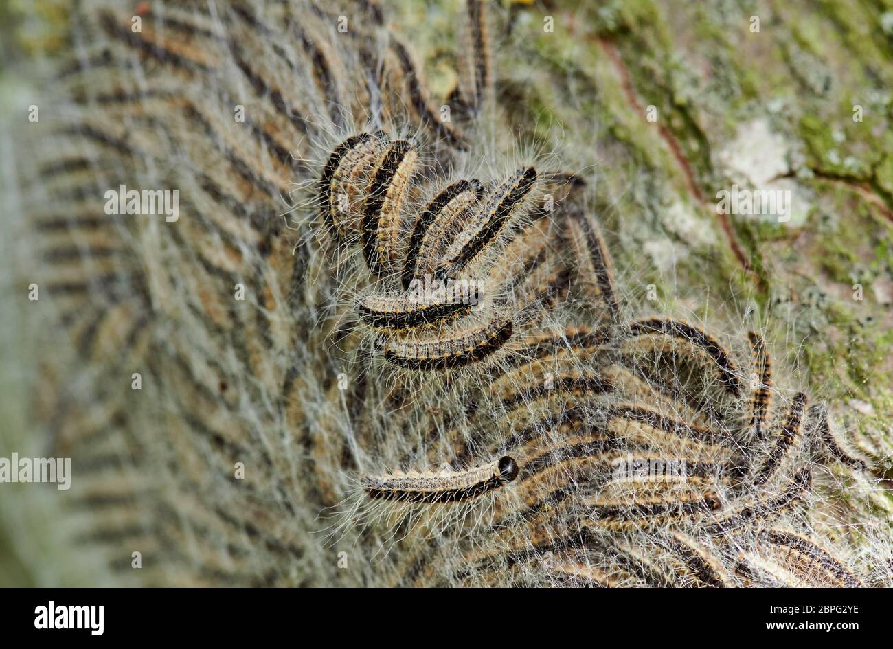 Oak processionary caterpillar hi-res stock photography and images - Alamy