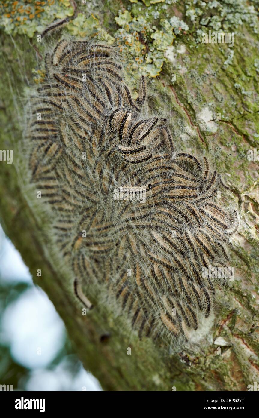 Eichen prozessionsspinner hi-res stock photography and images - Alamy