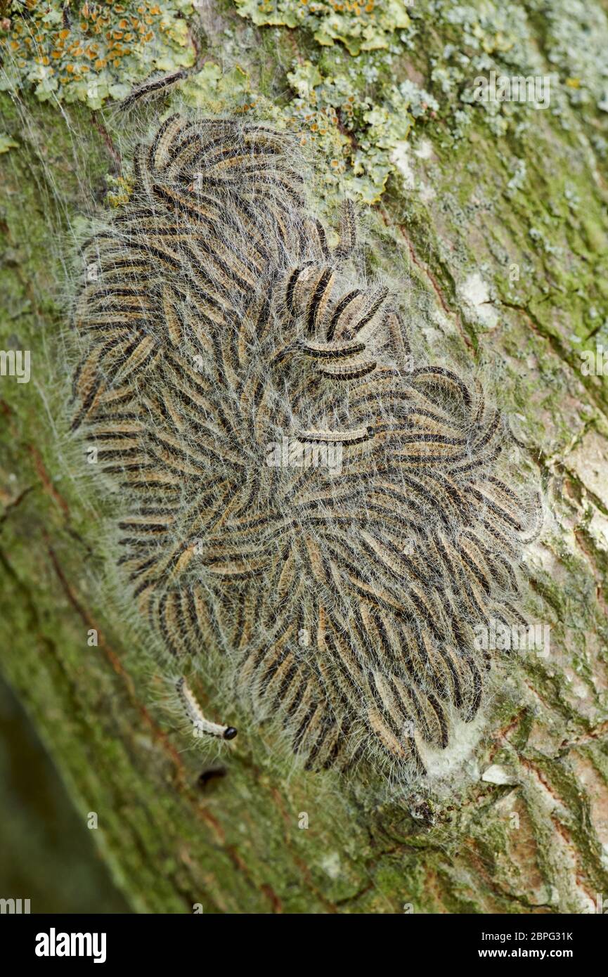 oak processionary (Thaumetopoea processionea), Caterpillars of the oak ...