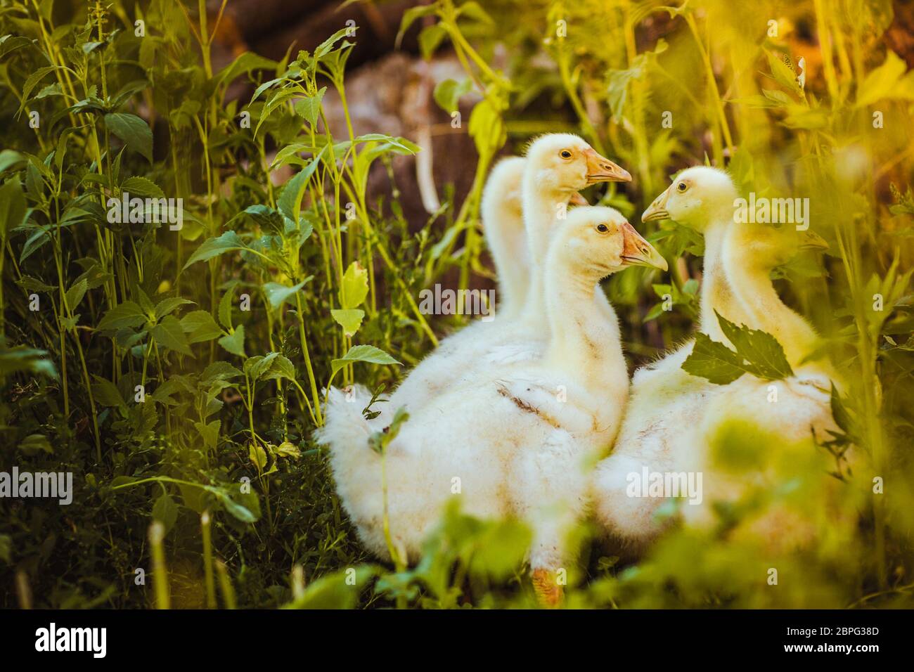 Five young goose together sit in the grass Stock Photo - Alamy