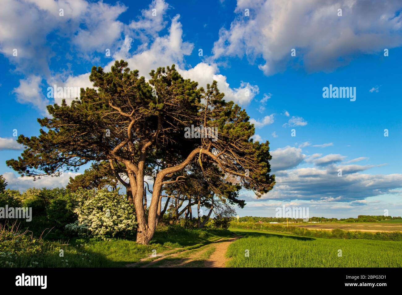 Large Tree in Countryside Stock Photo - Alamy