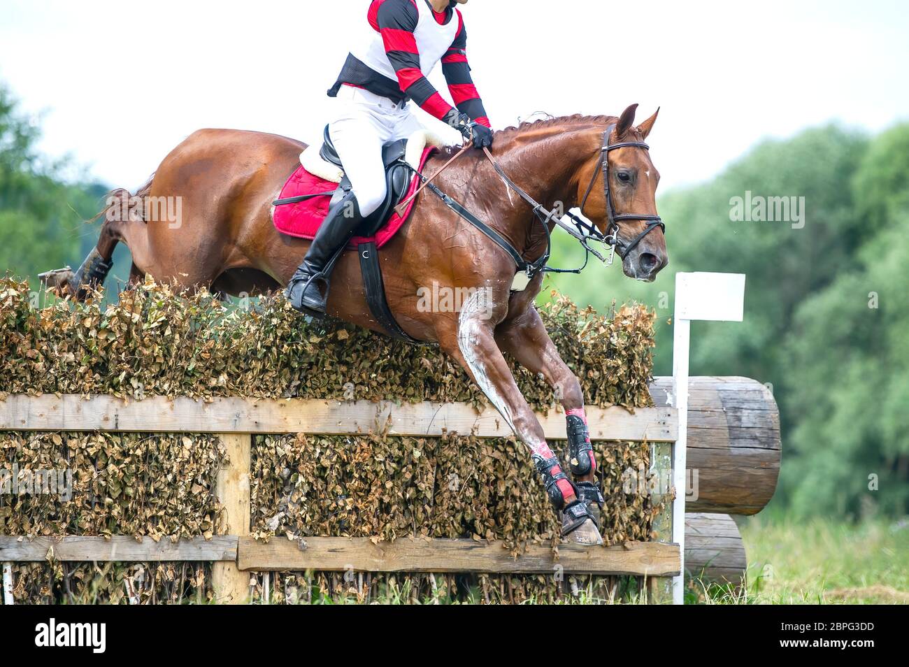 Eventing: equestrian rider jumping over an a brance fence obstacle ...
