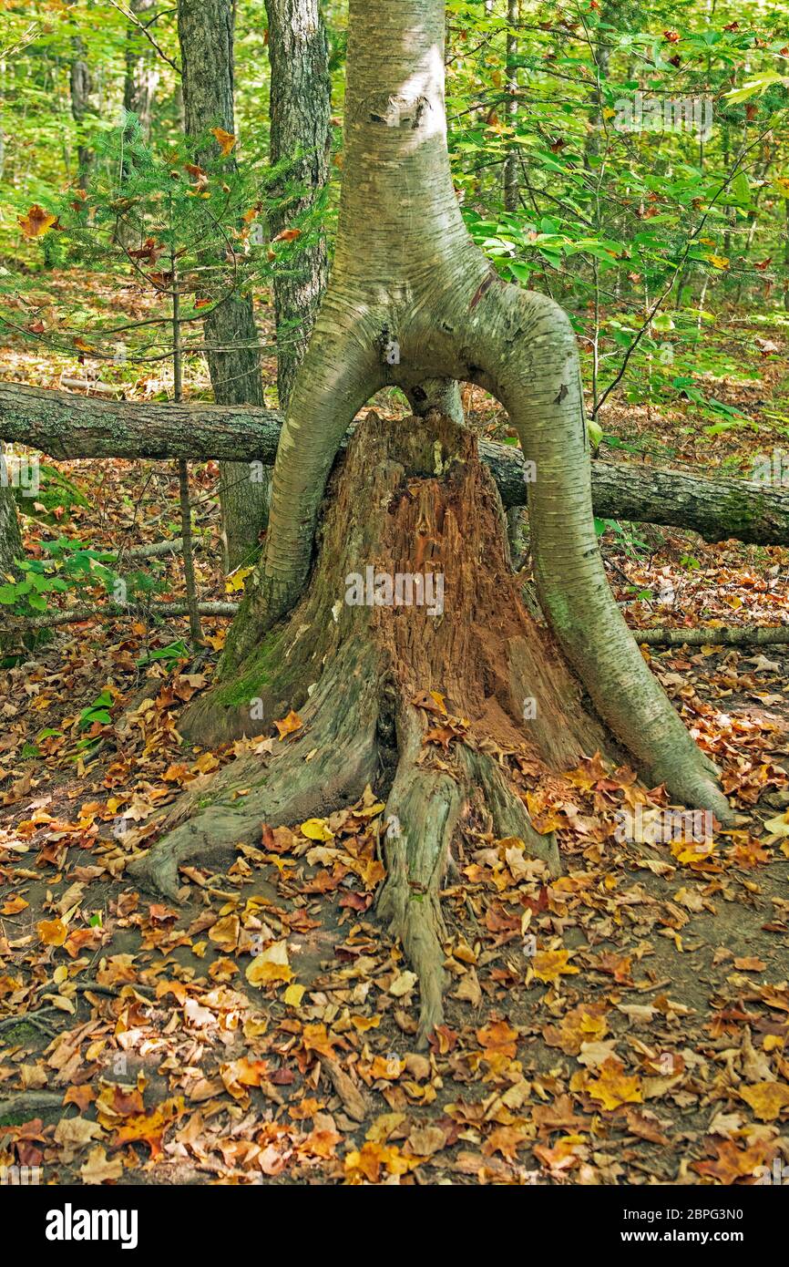 Tree Growing over its Nurse Tree in Arrowhead Provincial Park in ...