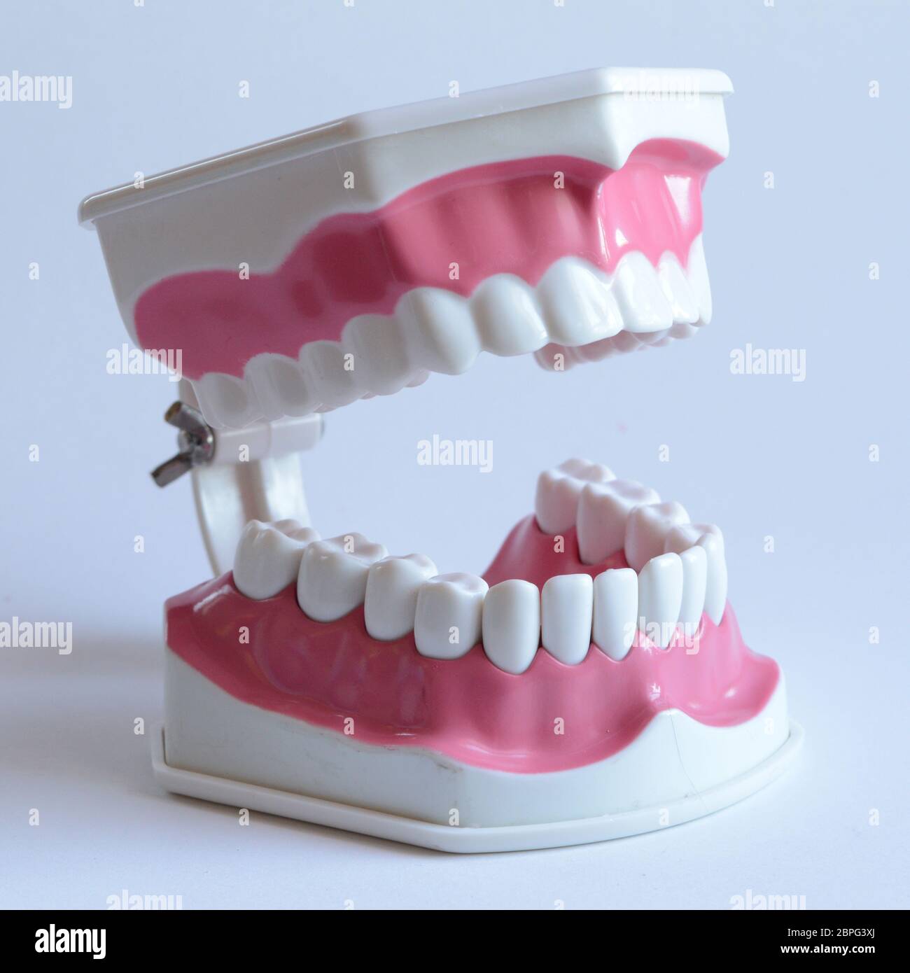 Square format closeup view of a dentists tooth and jawbone model being ...