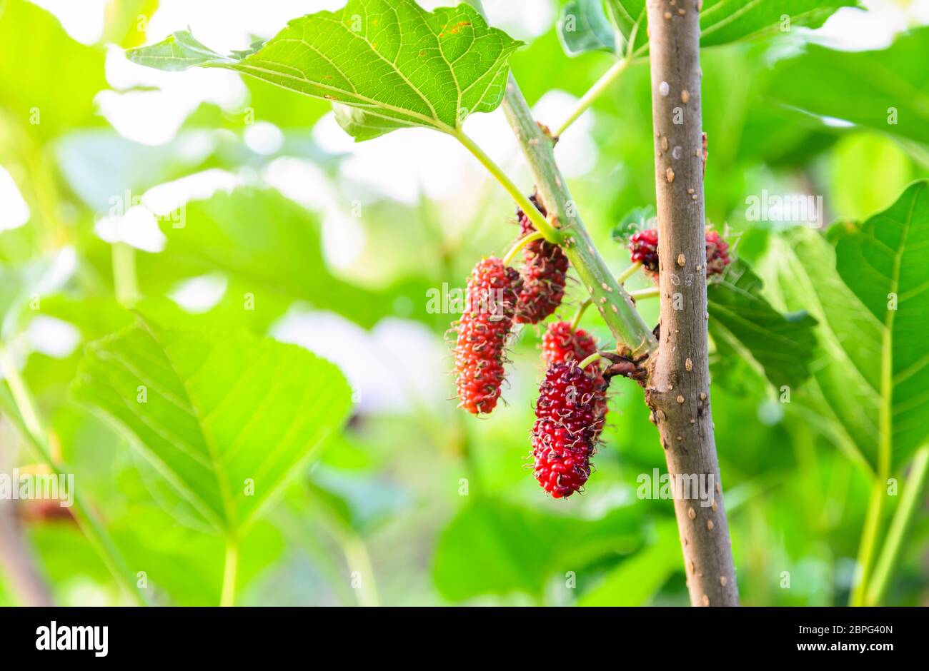 Fresh unripe red mulberries fruit on its tree. Mulberry leaves is ...