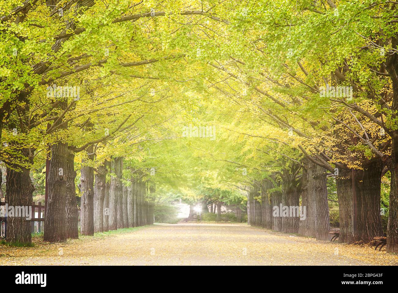 The autumn colors of Naruko Gorge in Japan and nice blue and cloud ...