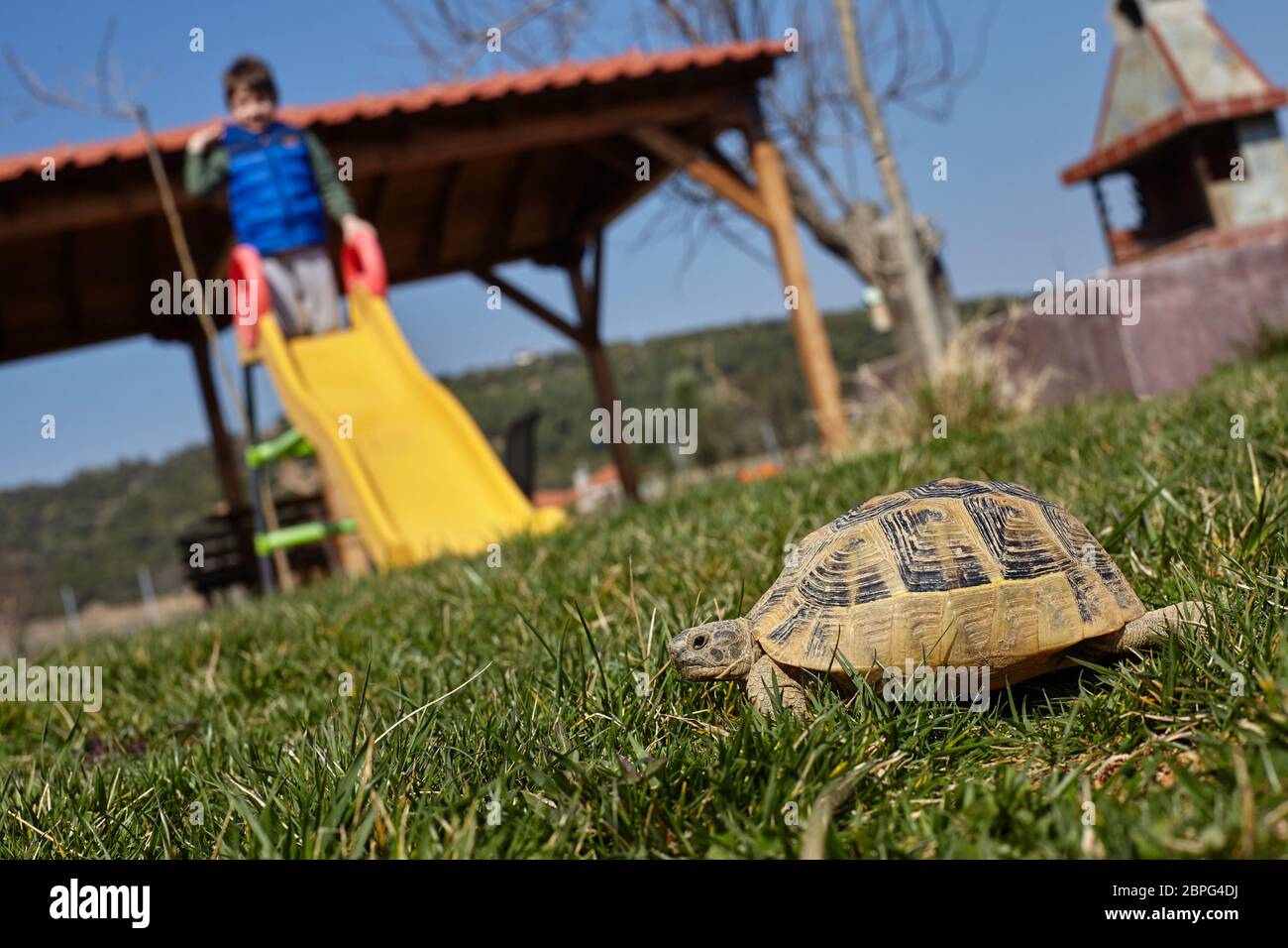 turtle in a garden Stock Photo - Alamy