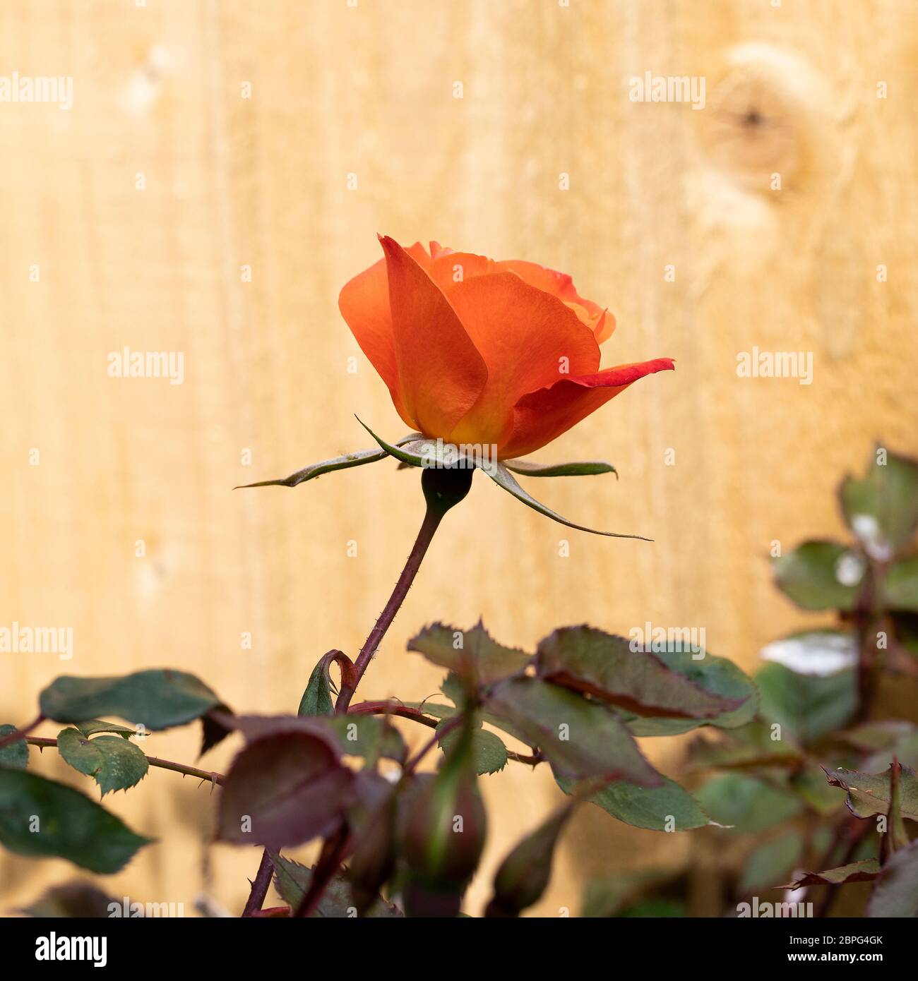 Beautiful Open Cupped Orange Rose Growing in a Border in a Garden in ...