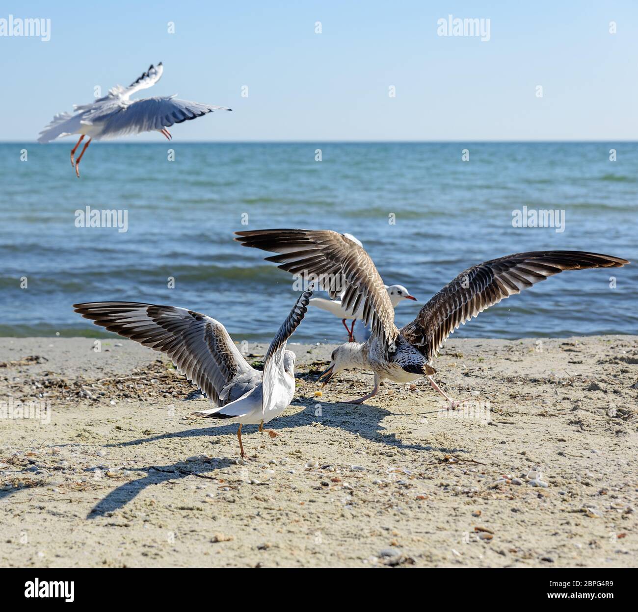 flock of seagulls on the beach on a summer sunny day, Ukraine Stock ...