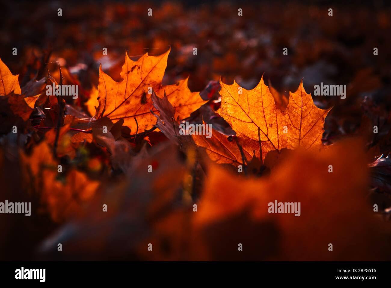 autumn leaves are large in the forest Stock Photo - Alamy