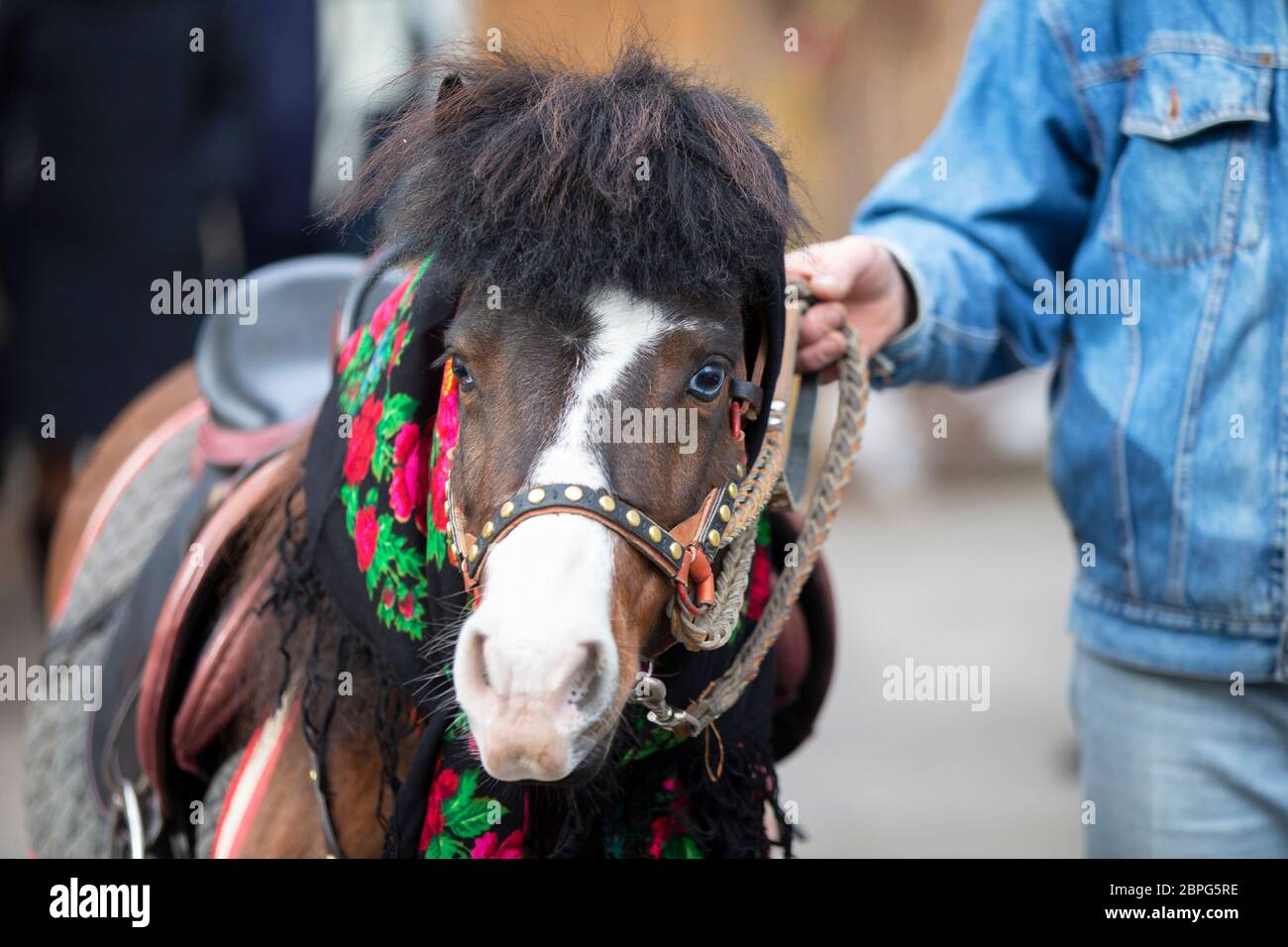 Russian horse stallion hi-res stock photography and images - Alamy