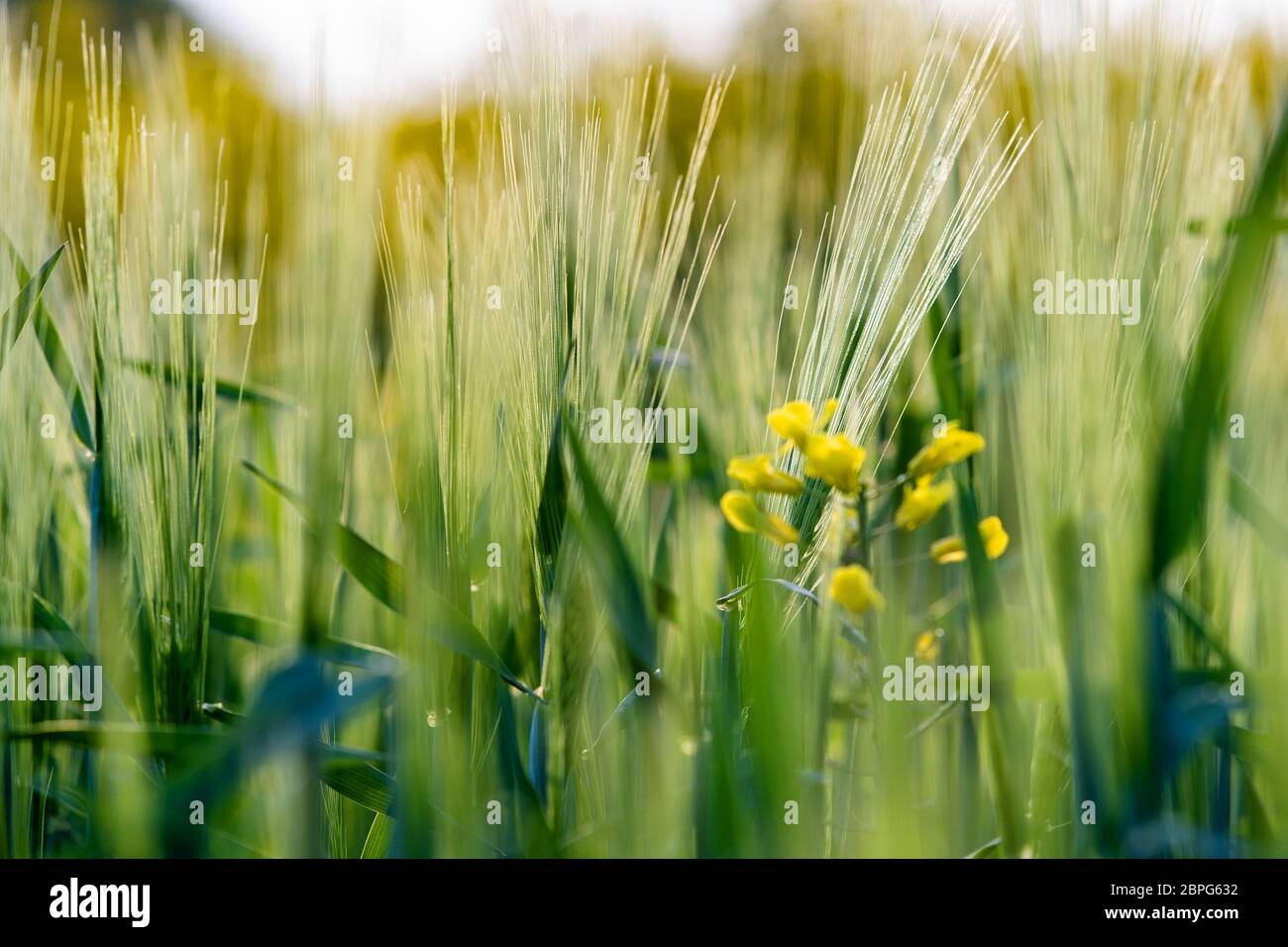 Close up of green wheat heads growing in agricultural field in spring ...