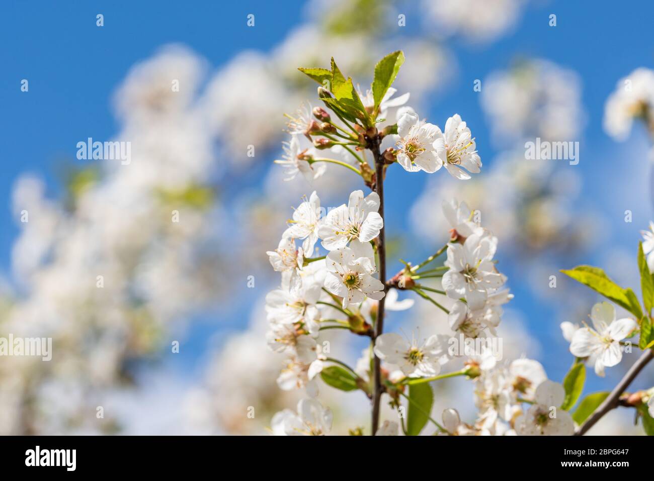 Pink cherry blossoms tree hi-res stock photography and images - Alamy