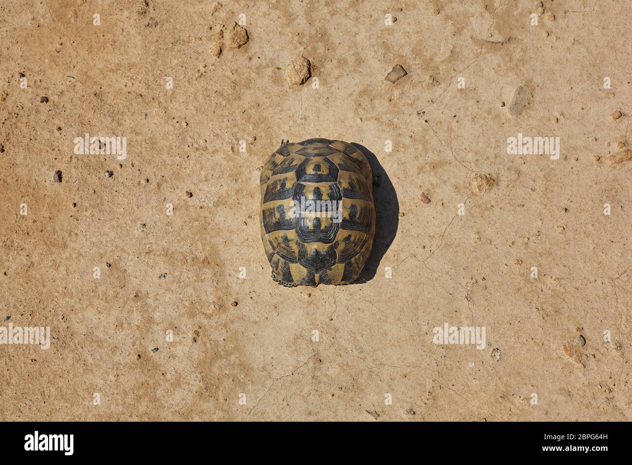turtle on dry soil Stock Photo - Alamy