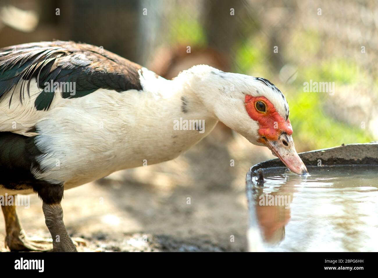 Duck feed on traditional rural barnyard. Detail of a waterbird drinking ...