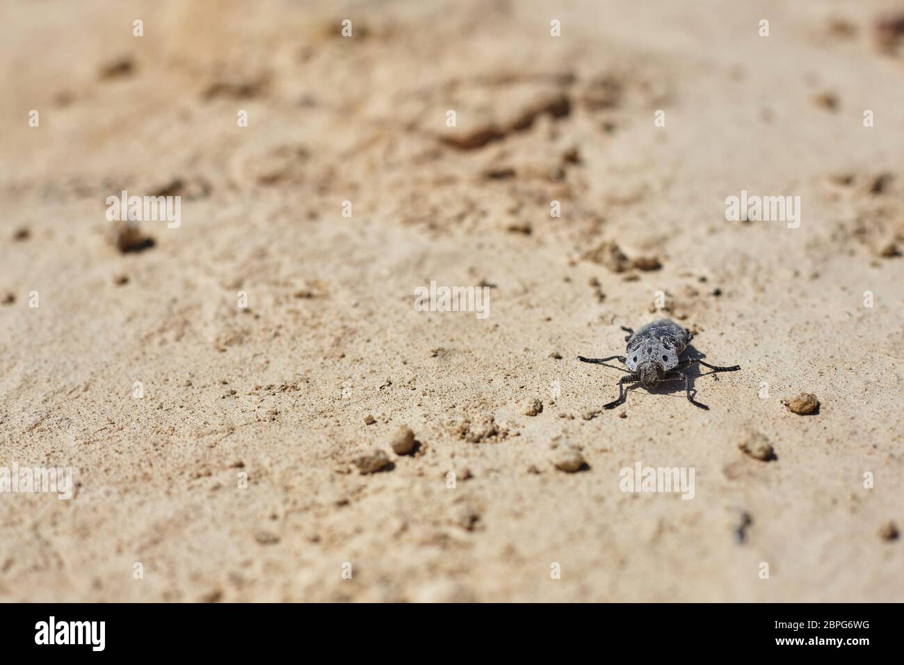 Millipede soil hi-res stock photography and images - Alamy