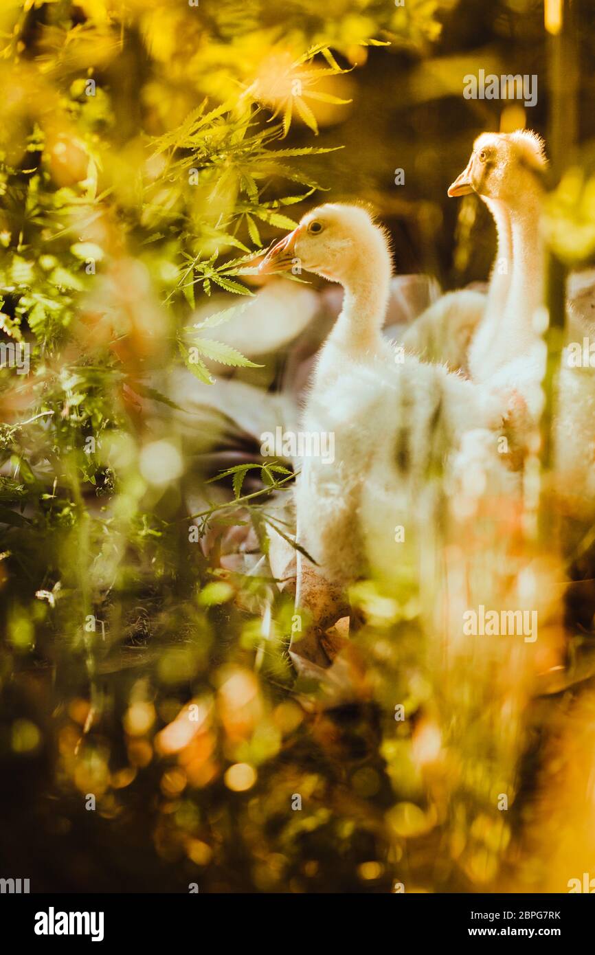 Five young goose together sit in the grass Stock Photo - Alamy