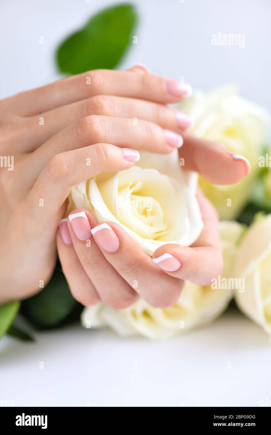 Hands of a woman with beautiful french manicure and white roses Stock ...