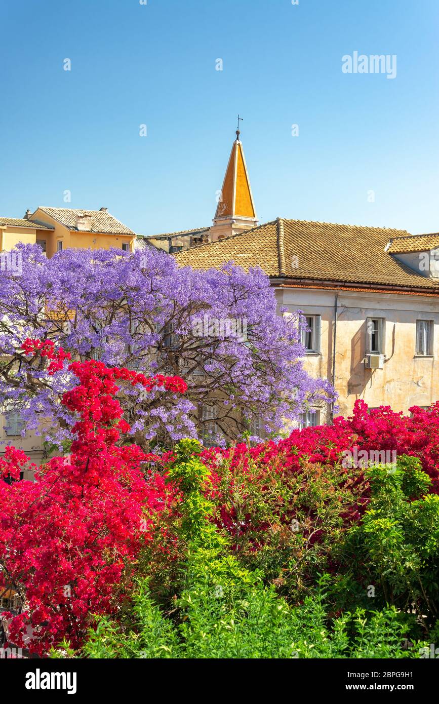 Beautiful flowers, including bougainvillea and a jacaranda tree in ...