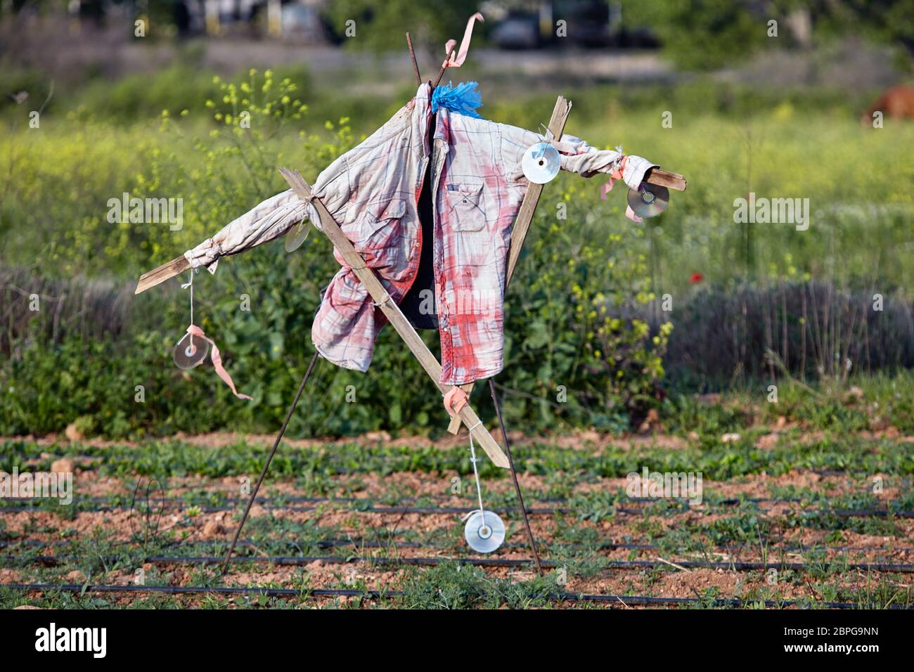Scarecrow in a field hi-res stock photography and images - Alamy