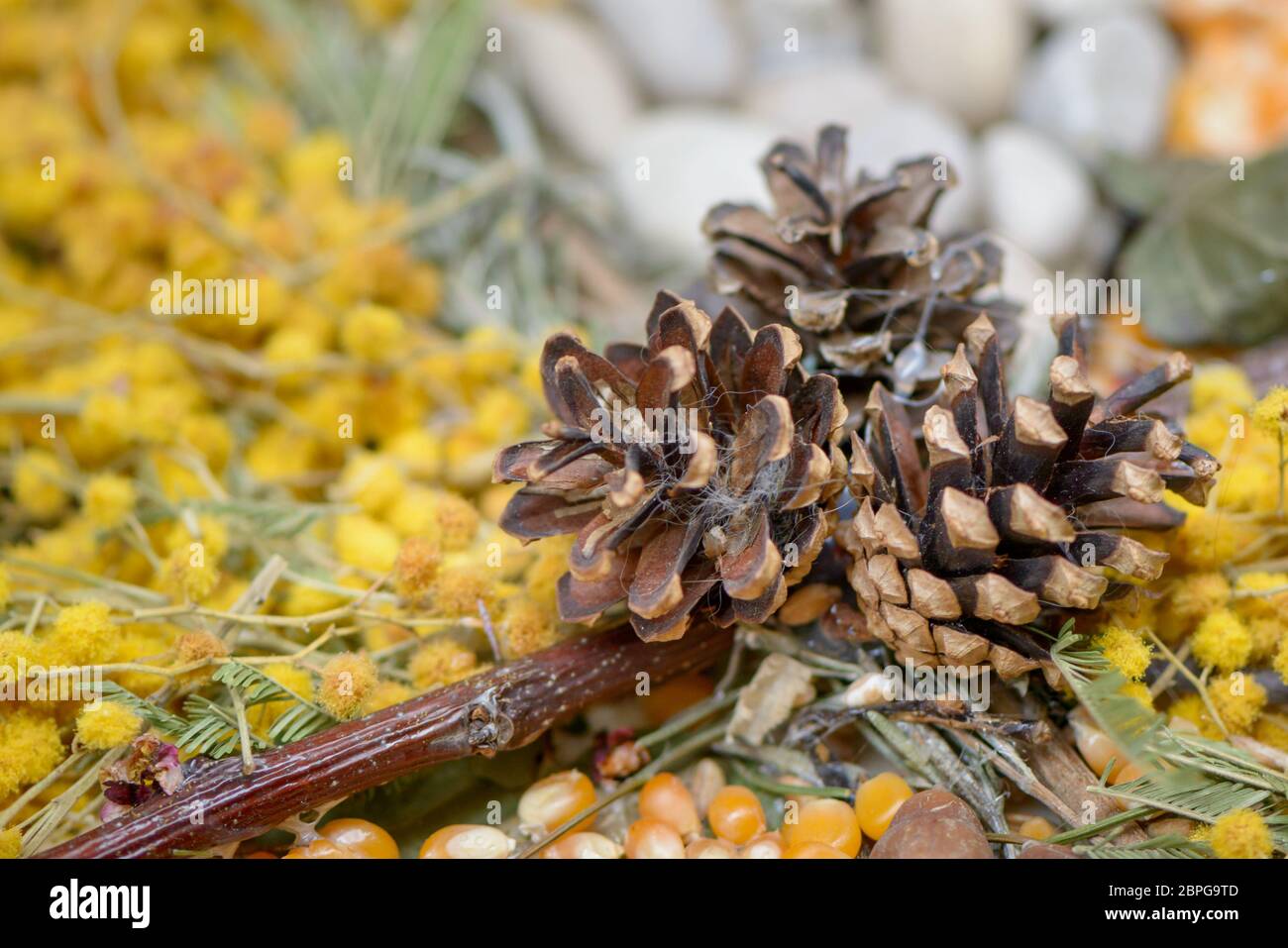 Nice composition with natural material, like nuts, walnuts, pine cones ...