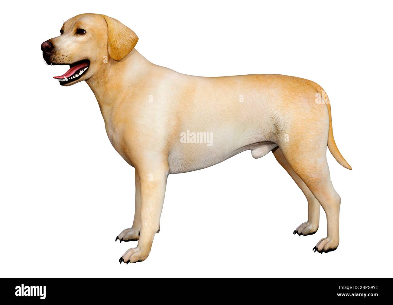 3D rendering of a yellow labrador dog isolated on white background ...