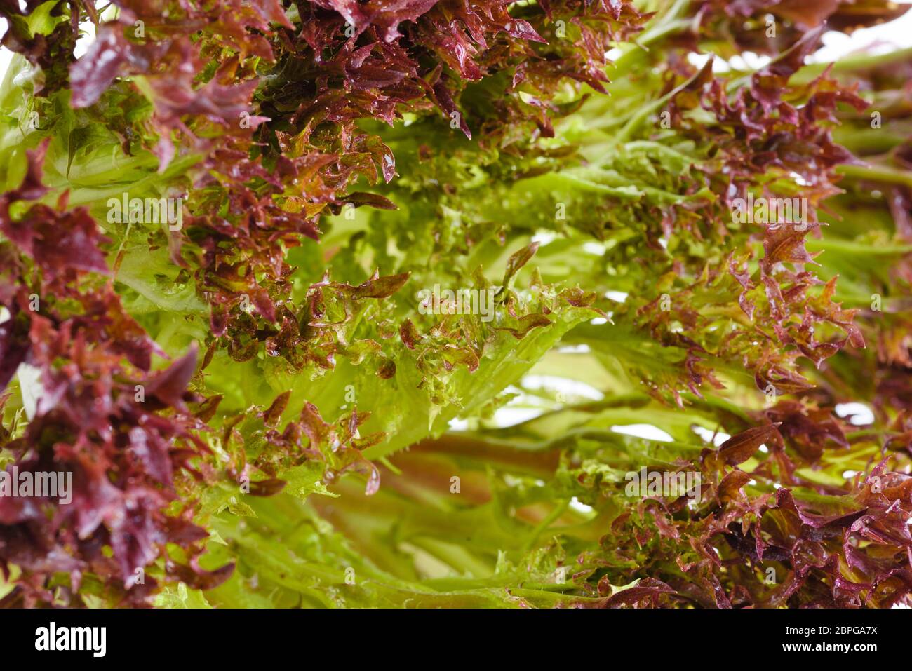 Closeup of red lettuce leaves, fragment. Abstract background Stock ...