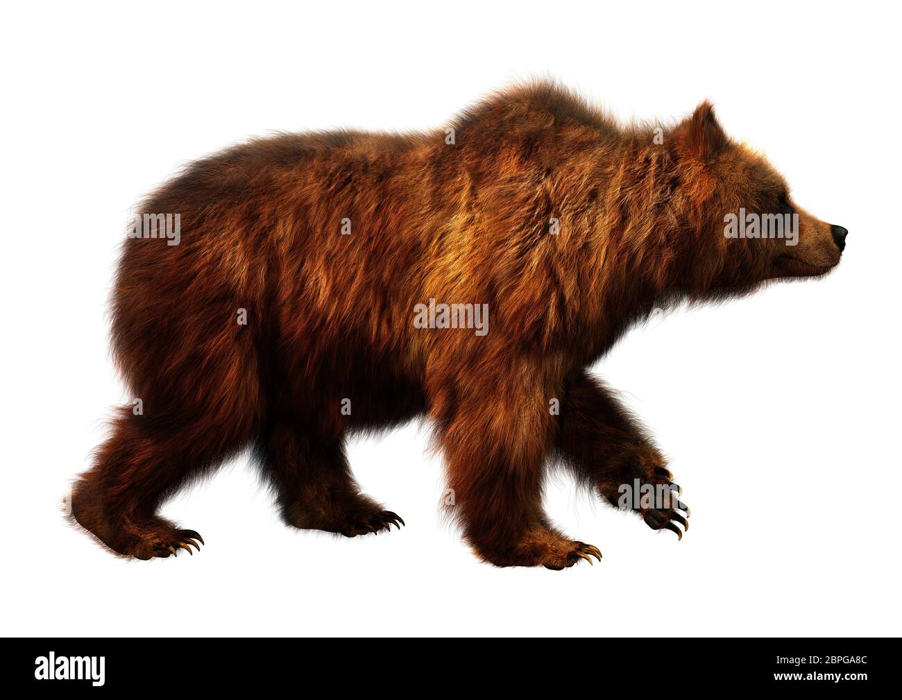3D rendering of a brown bear isolated on white background Stock Photo ...
