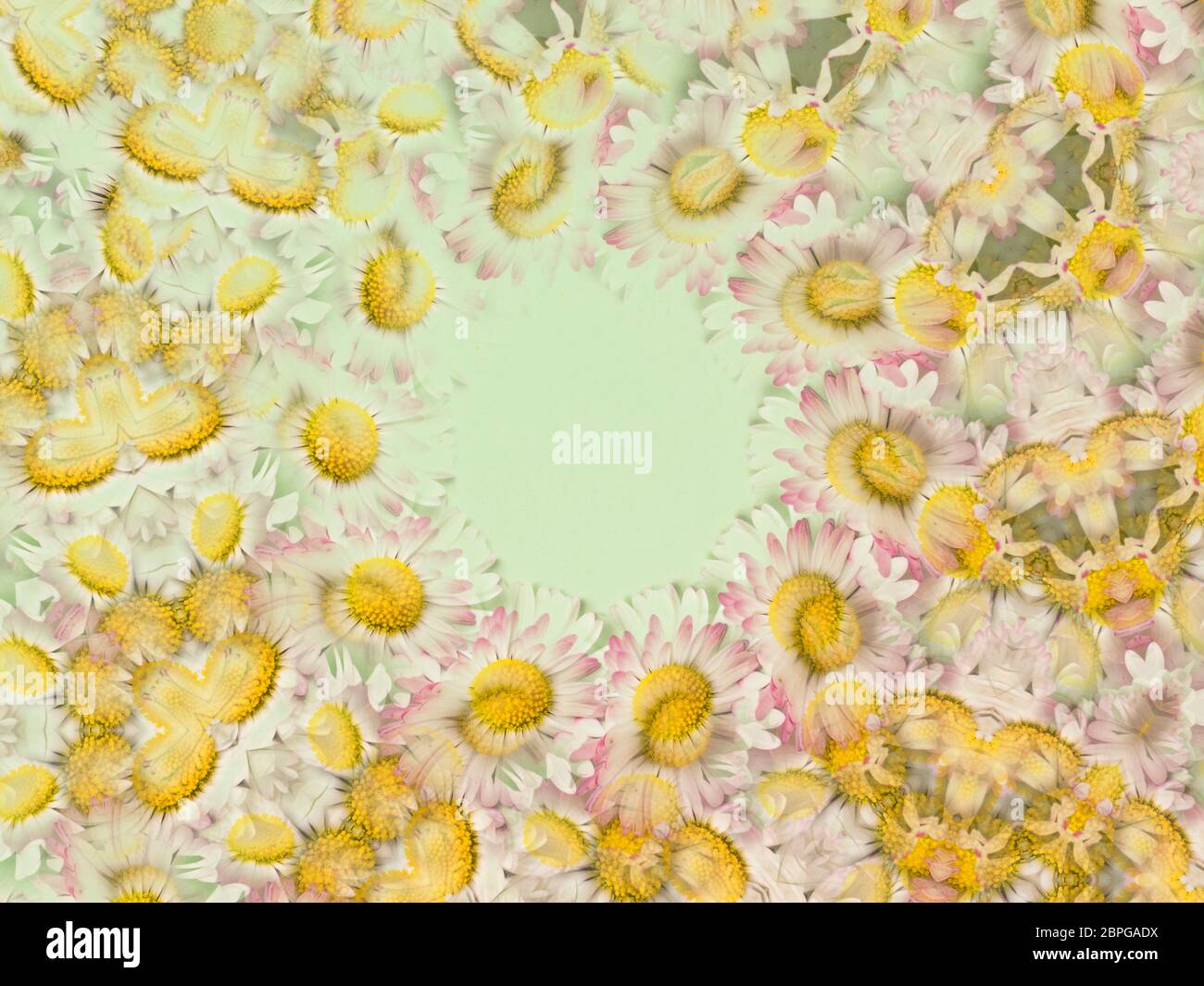 Daisies pattern hi-res stock photography and images - Alamy